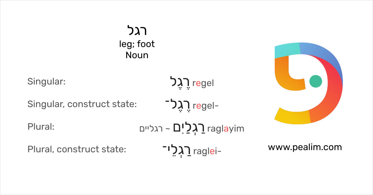 רגל – leg; foot – Hebrew conjugation tables