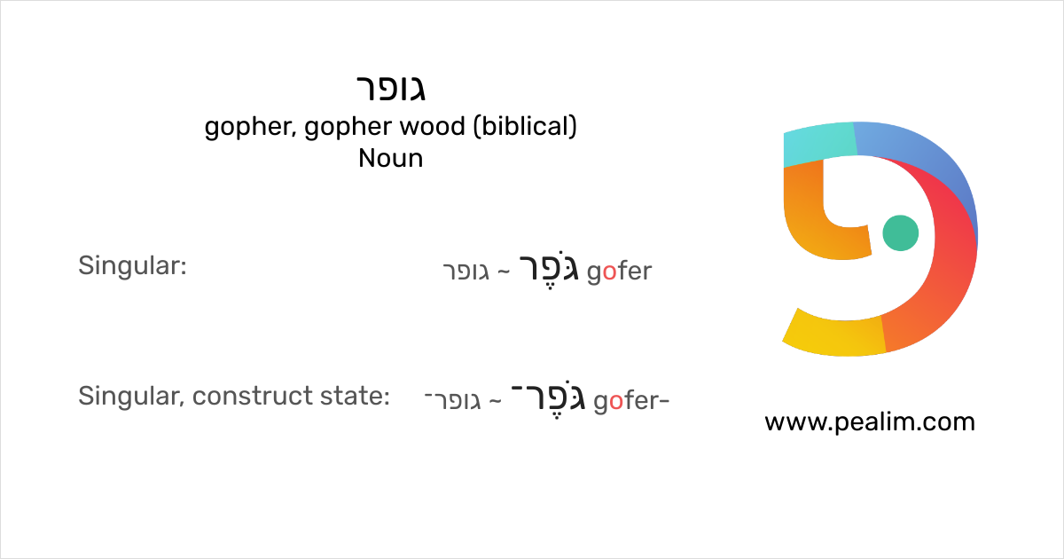 גופר – gopher, gopher wood (biblical) – Hebrew conjugation tables
