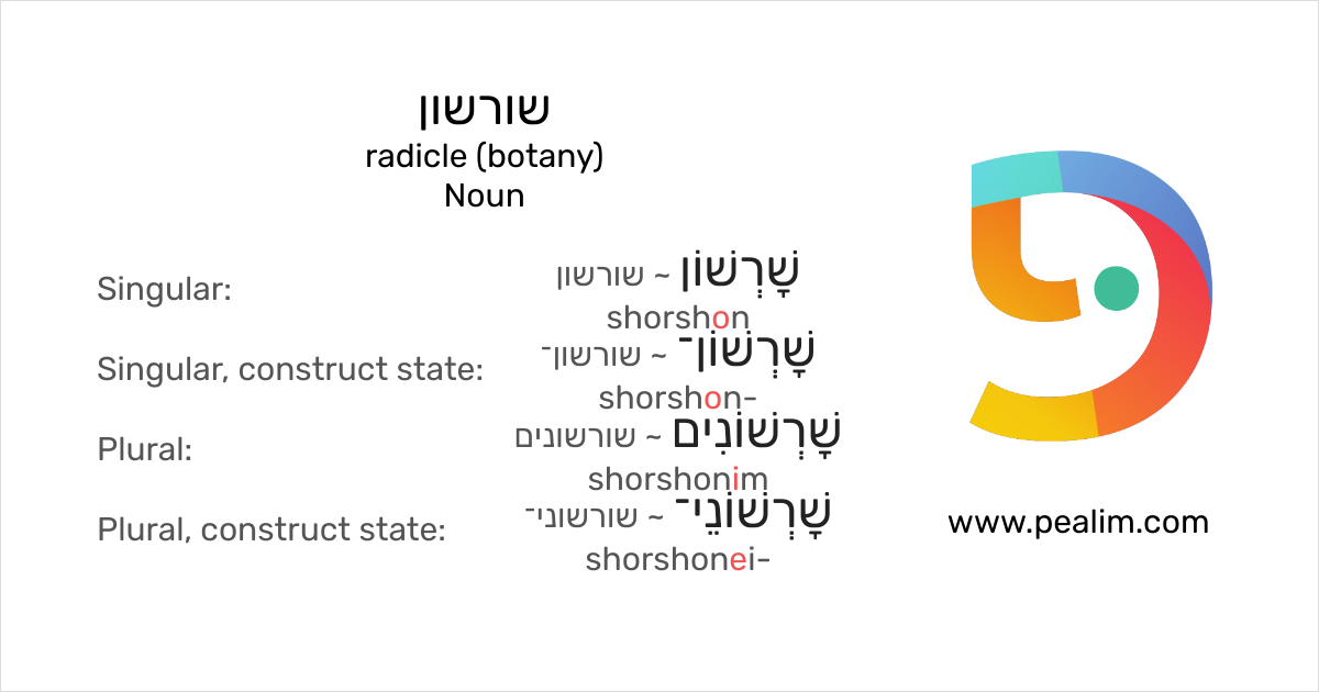 שורשון – radicle (botany) – Hebrew conjugation tables